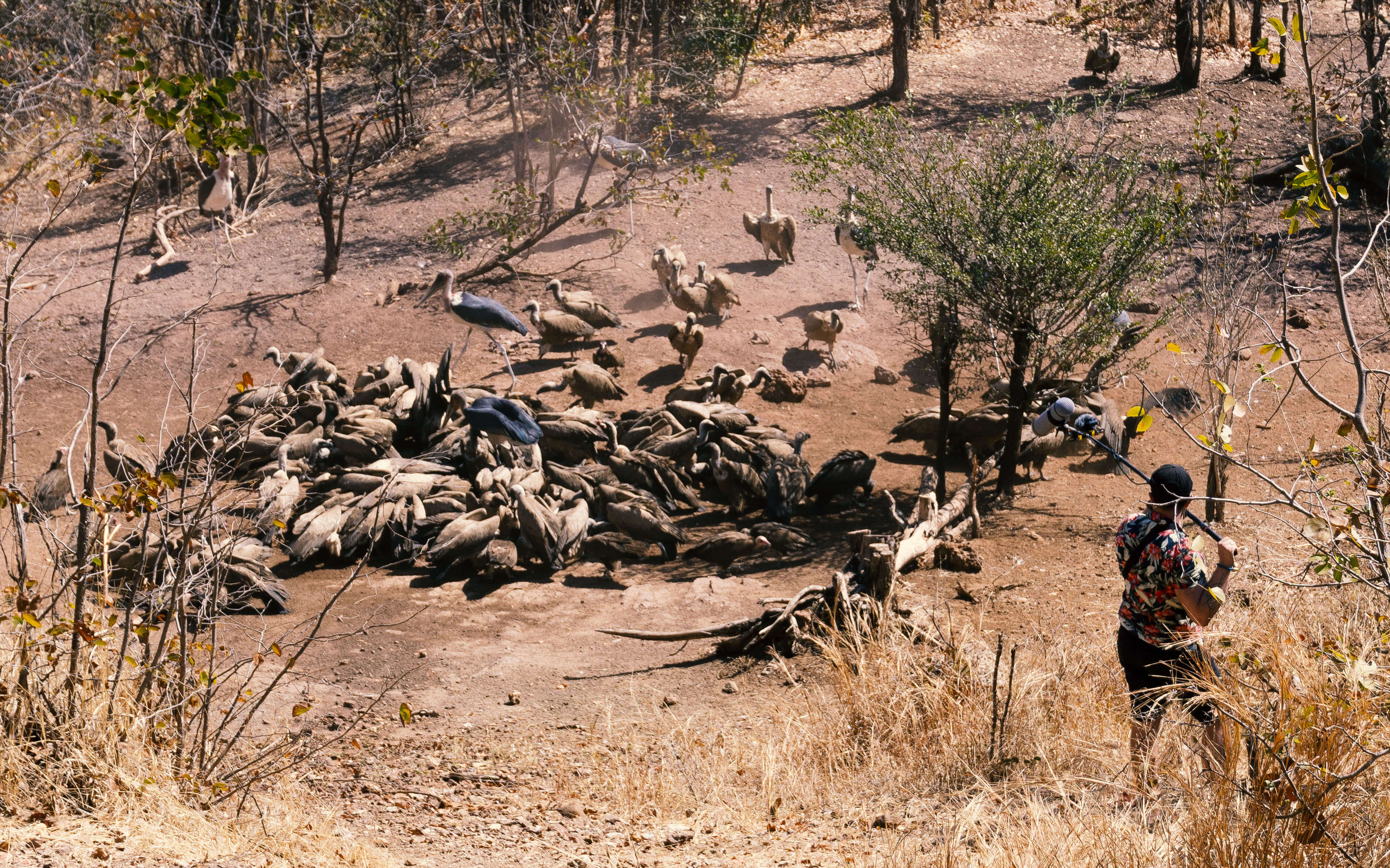 Christopher Bolte Vulture Recording | BØLT – Christopher Bolte